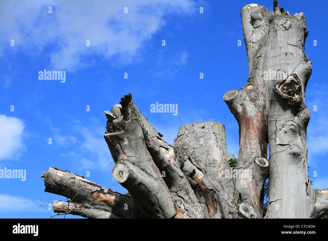 Top of a dead tree hi-res stock photography and images - Alamy