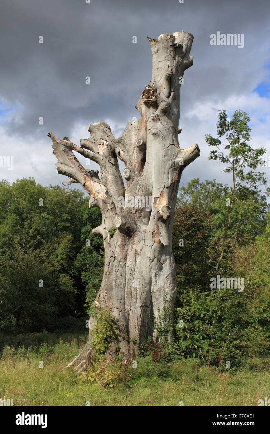 Dead tree in a park, stood statuesque against a moody sky with dark ...