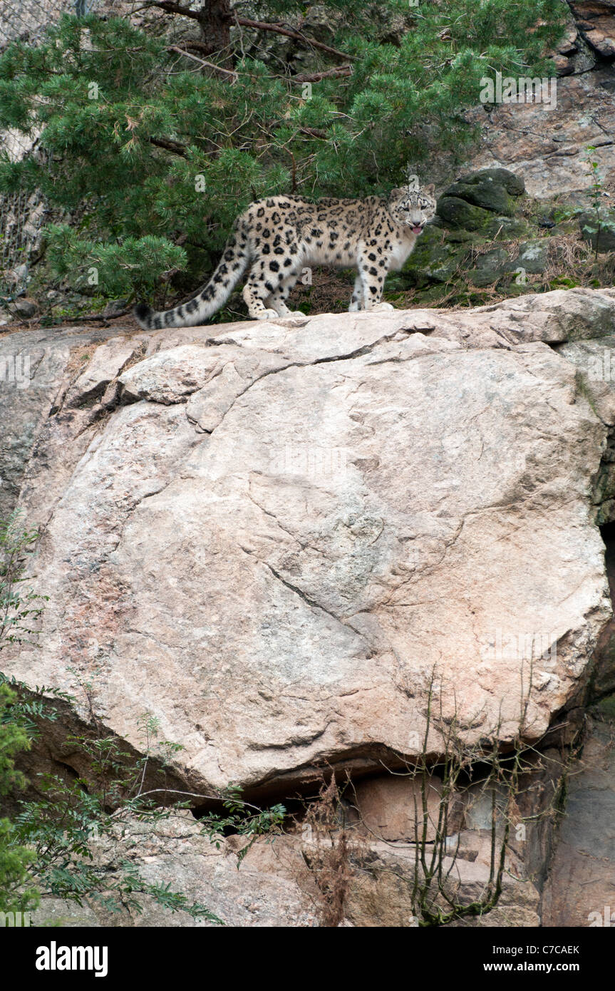 Snow leopard on rock hi-res stock photography and images - Alamy