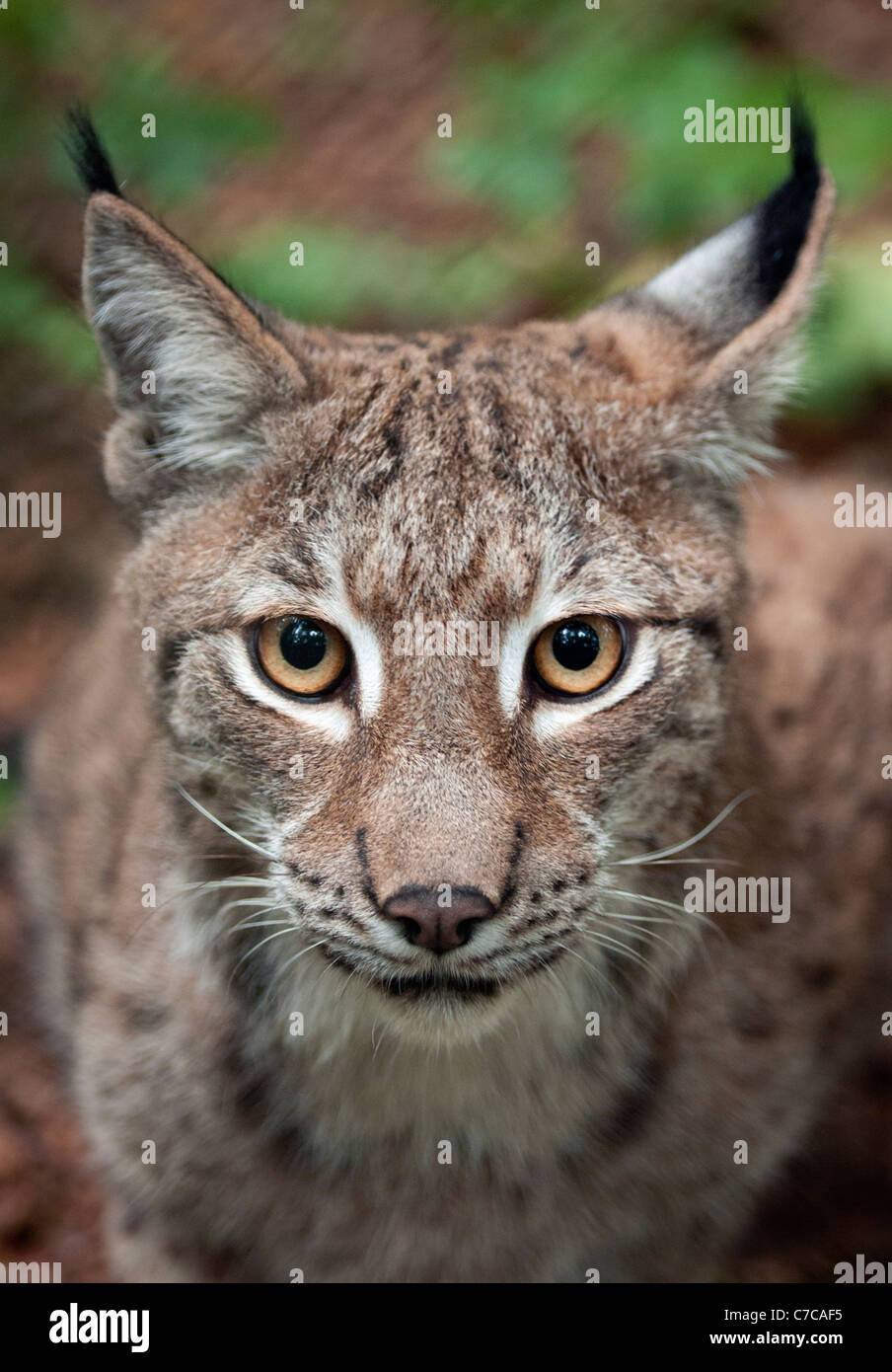 Male lynx looking at camera Stock Photo - Alamy
