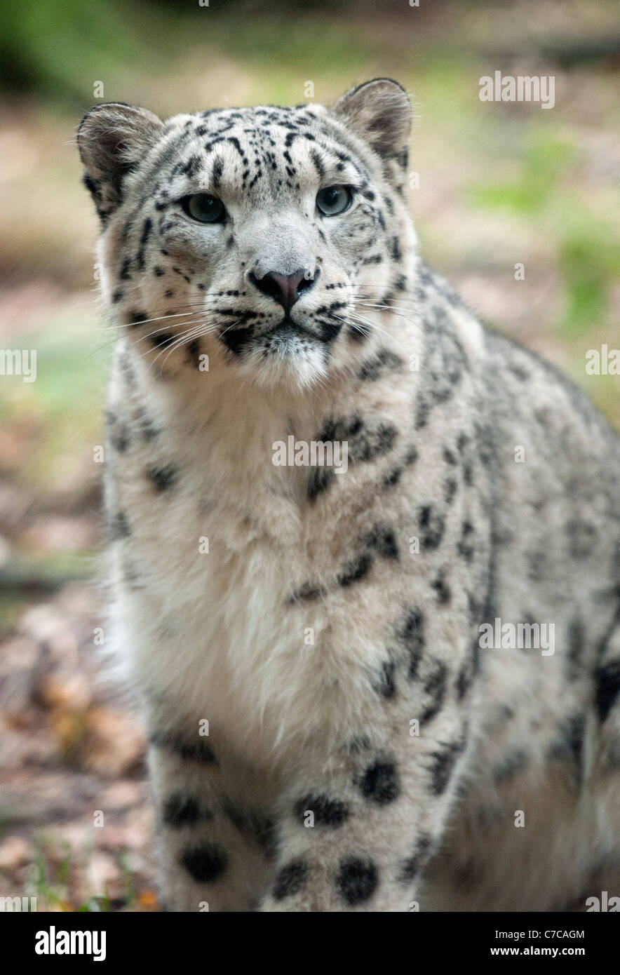 Snow leopard looking at camera hi-res stock photography and images - Alamy