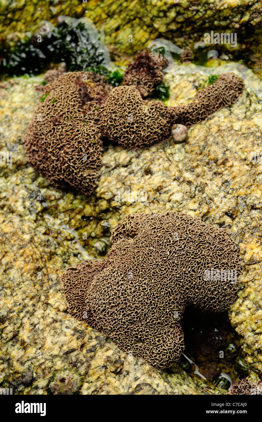 Lithophyllum tortuosum algae Stock Photo - Alamy