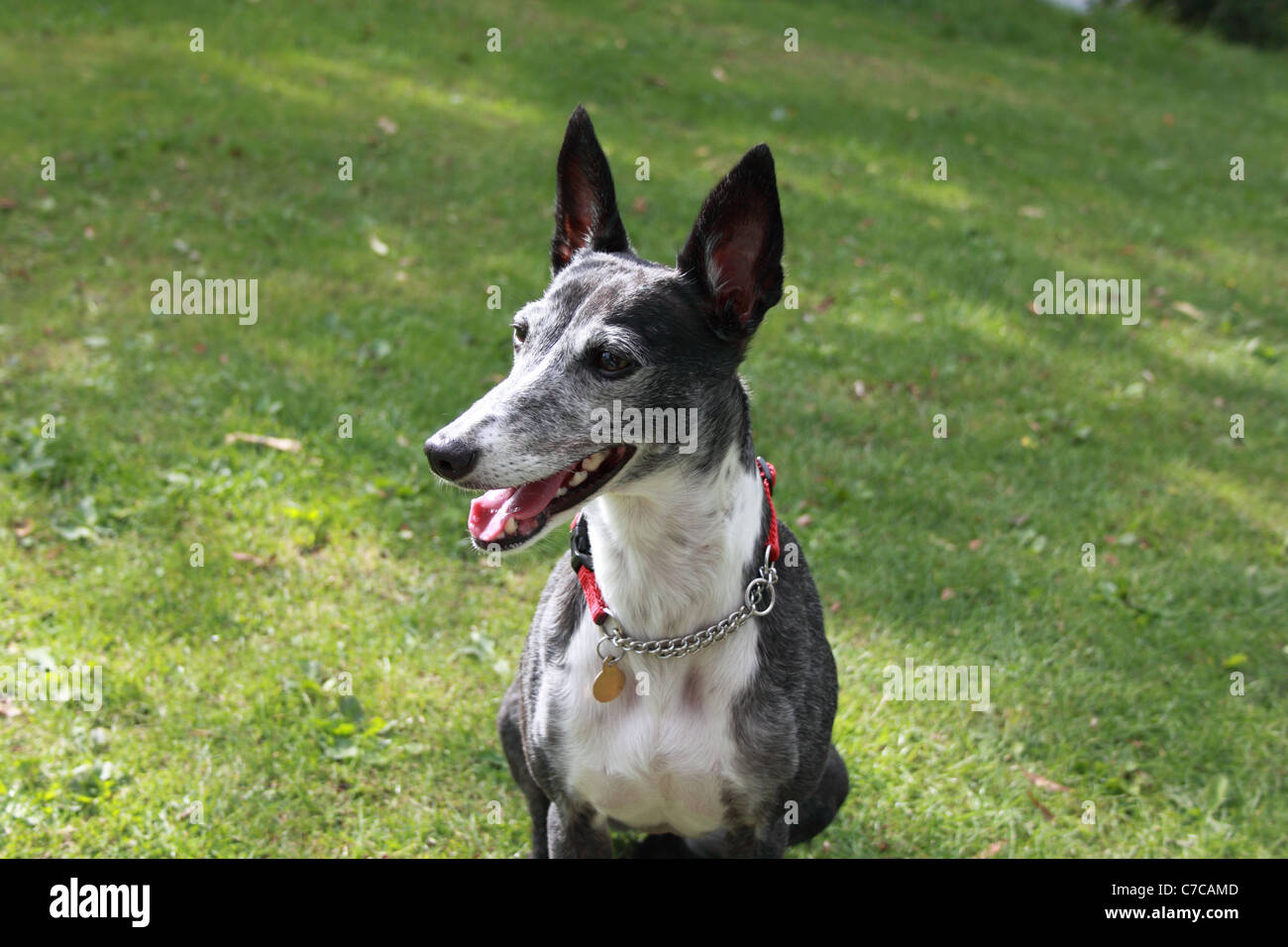 Whippet lurcher hi-res stock photography and images - Alamy