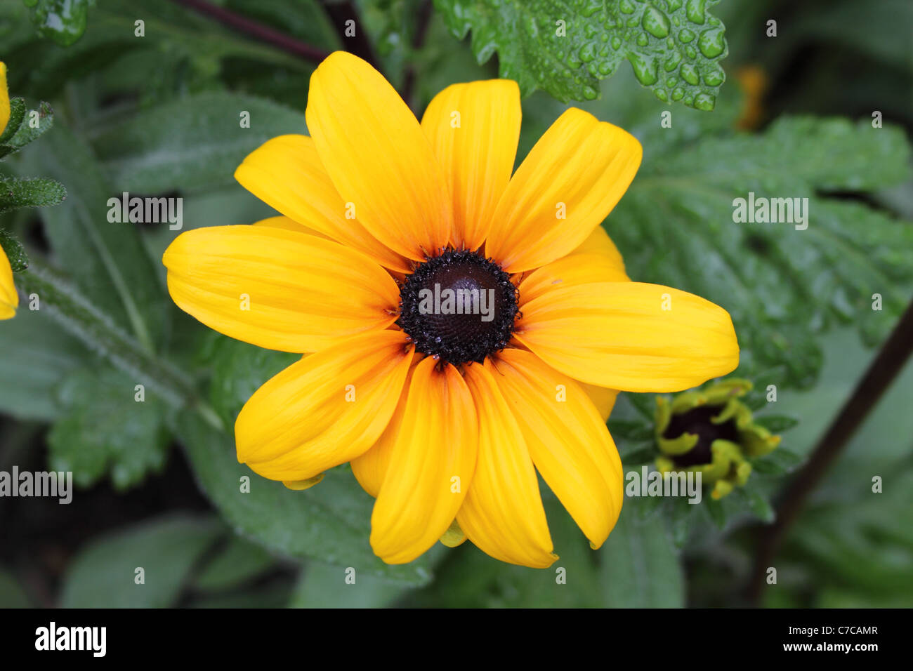Yellow flow after a light rain, still covered with water droplets Stock ...