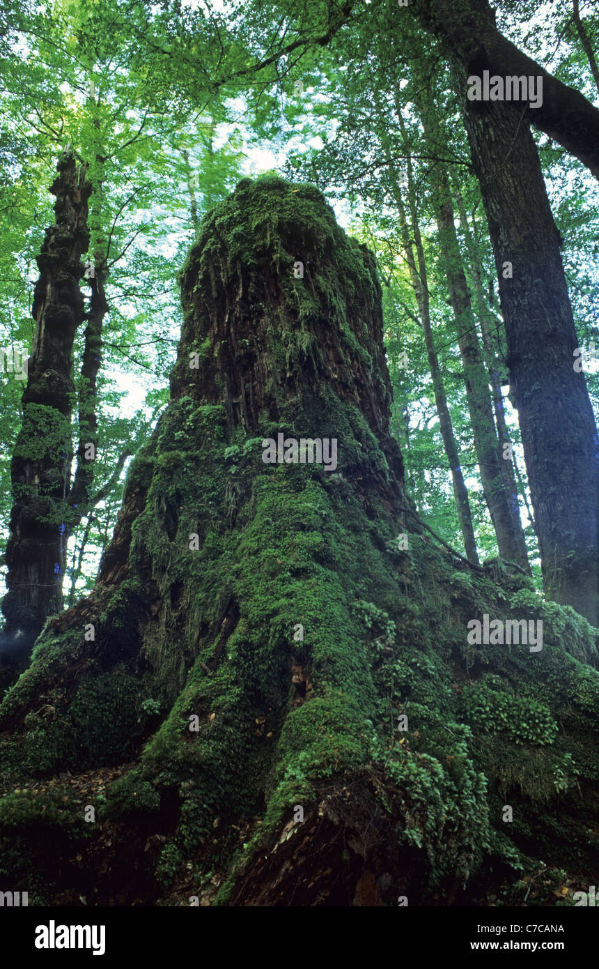 tree stump overgrown with moss in new zealand forest Stock Photo - Alamy
