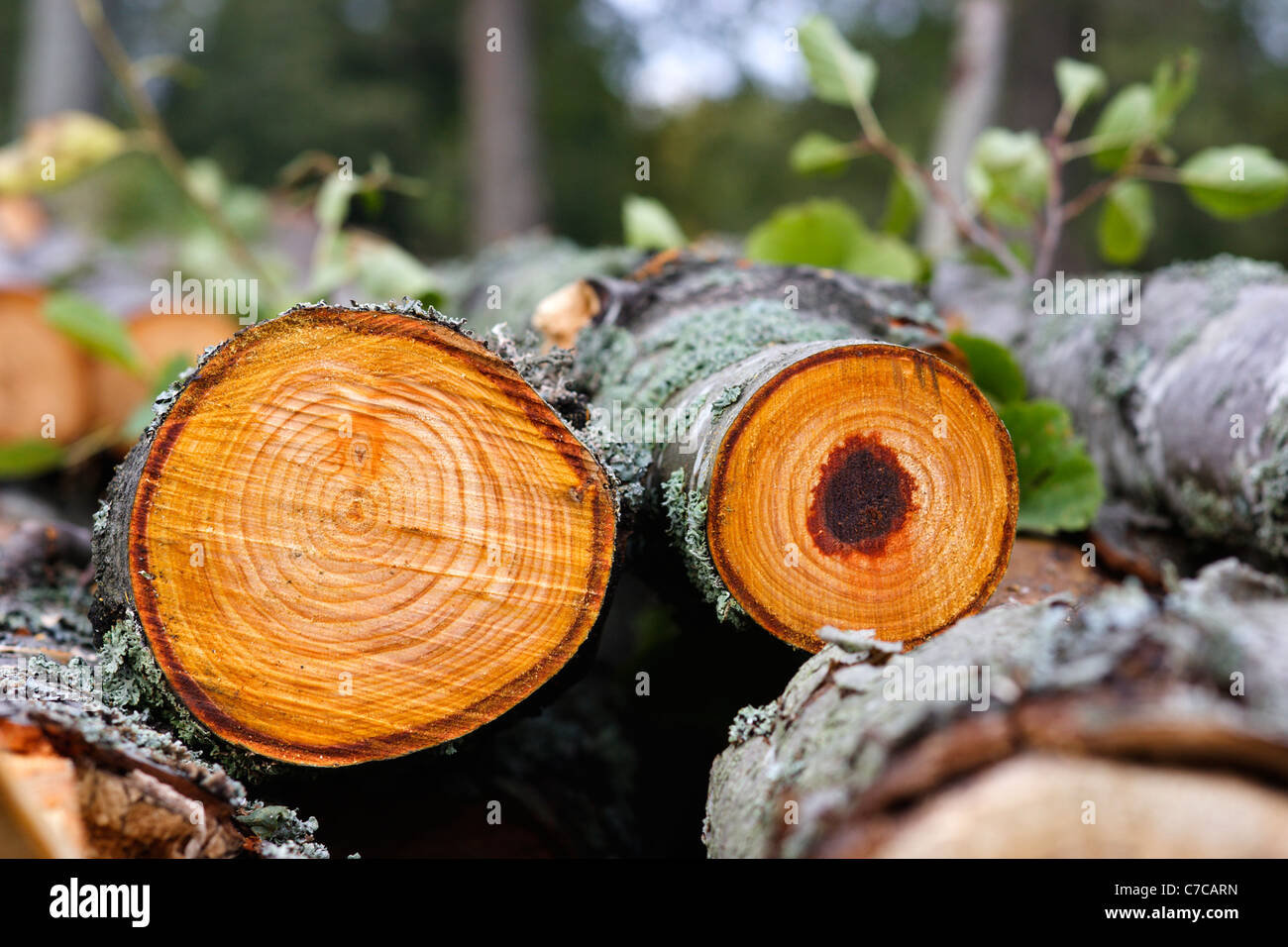 Chopped Timber High Resolution Stock Photography and Images - Alamy