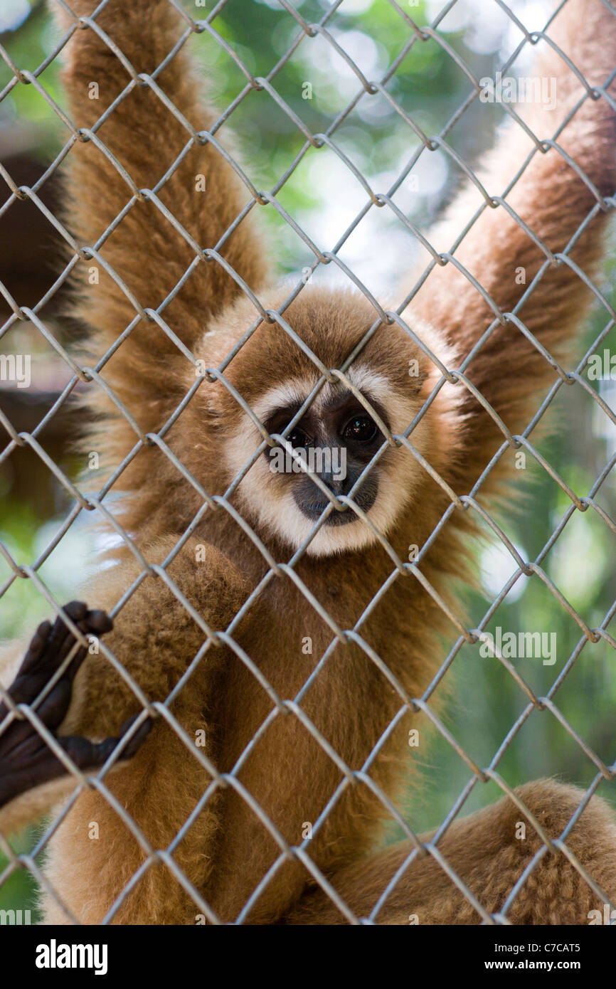 Monkey ape gibbon cage caged hi-res stock photography and images - Alamy
