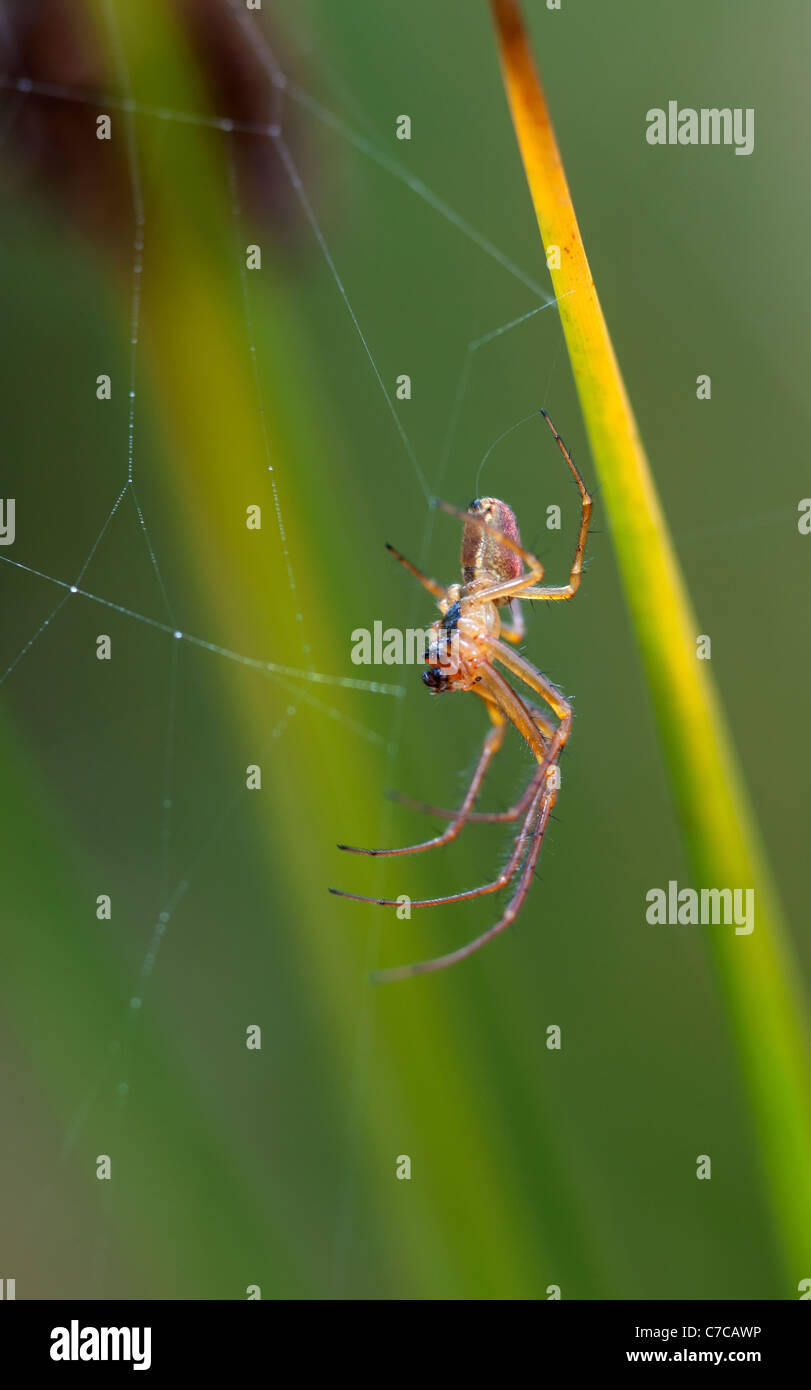 Arachnomorpha class hi-res stock photography and images - Alamy