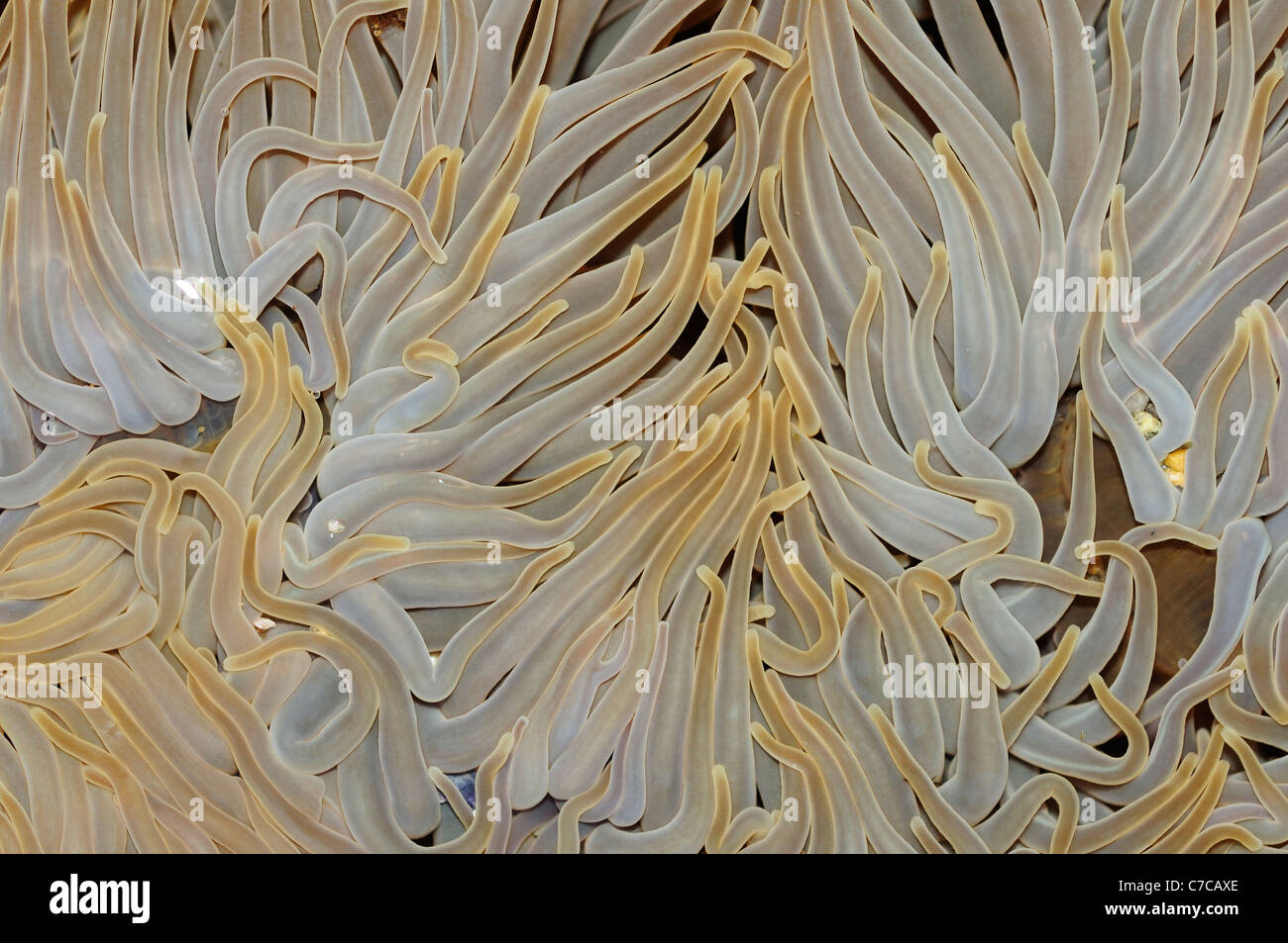 Snakelocks anemone (Anemonia viridis Stock Photo - Alamy