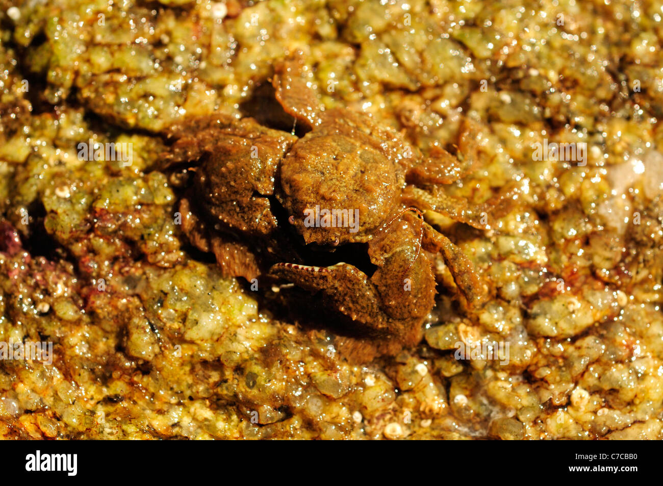 Broad-clawed porcelain crab (Porcellana platycheles Stock Photo - Alamy