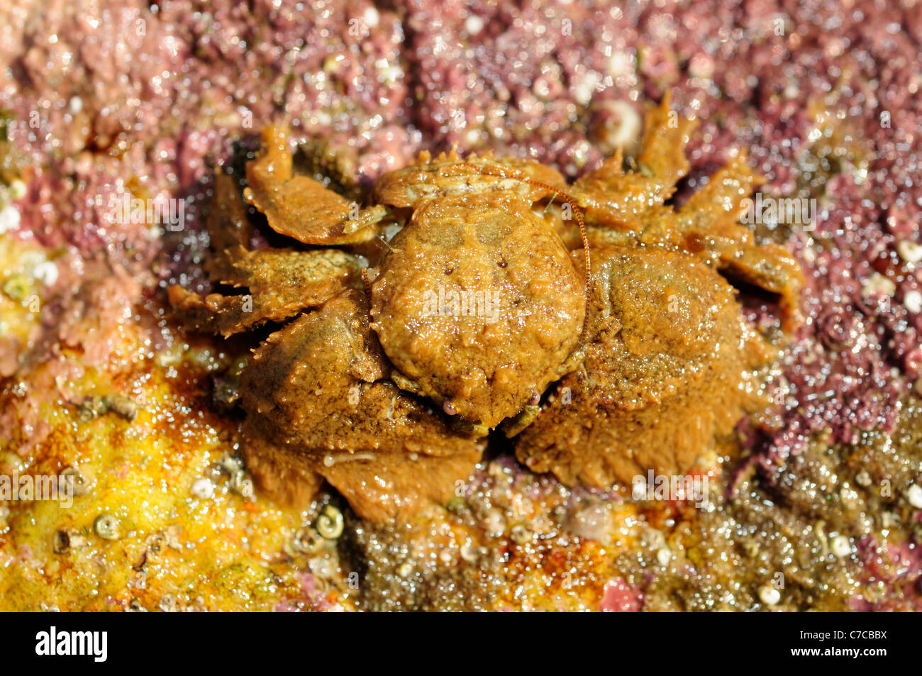 Porcelain crab hi-res stock photography and images - Alamy