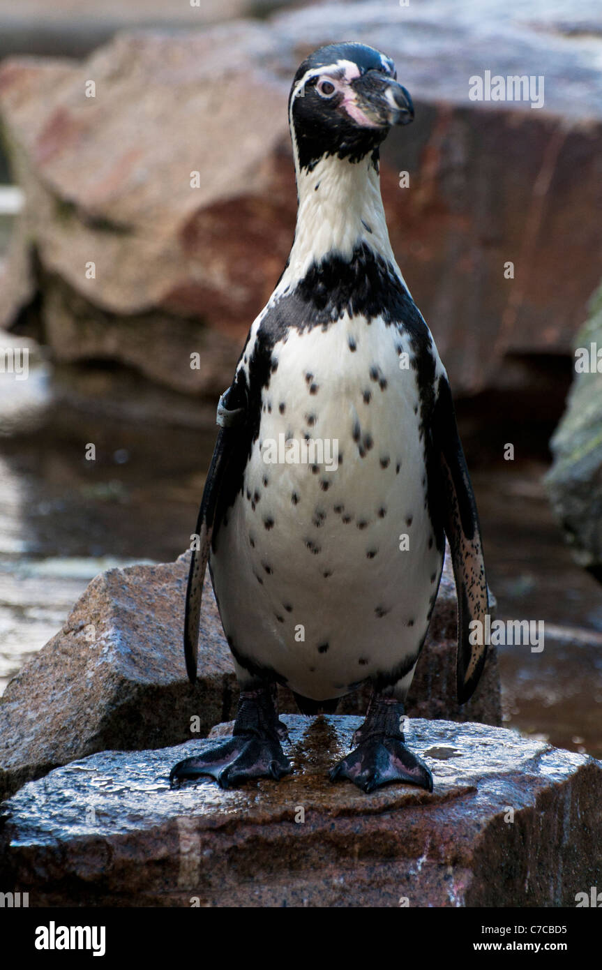 Penguin on rock Stock Photo - Alamy