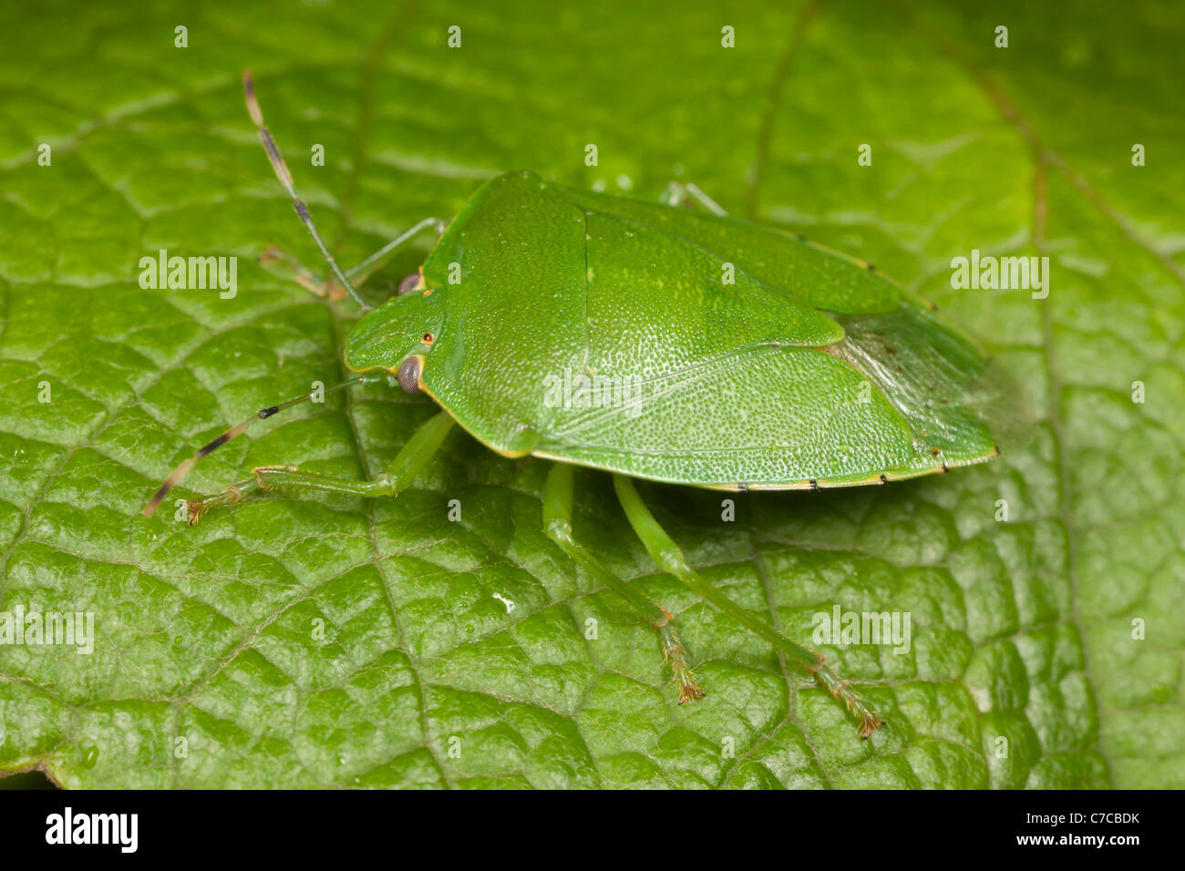 American Stink Bug High Resolution Stock Photography and Images - Alamy