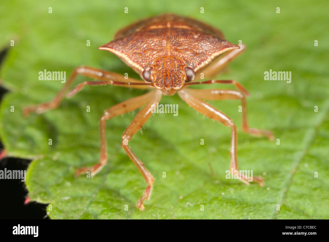 Spined soldier bug hi-res stock photography and images - Alamy