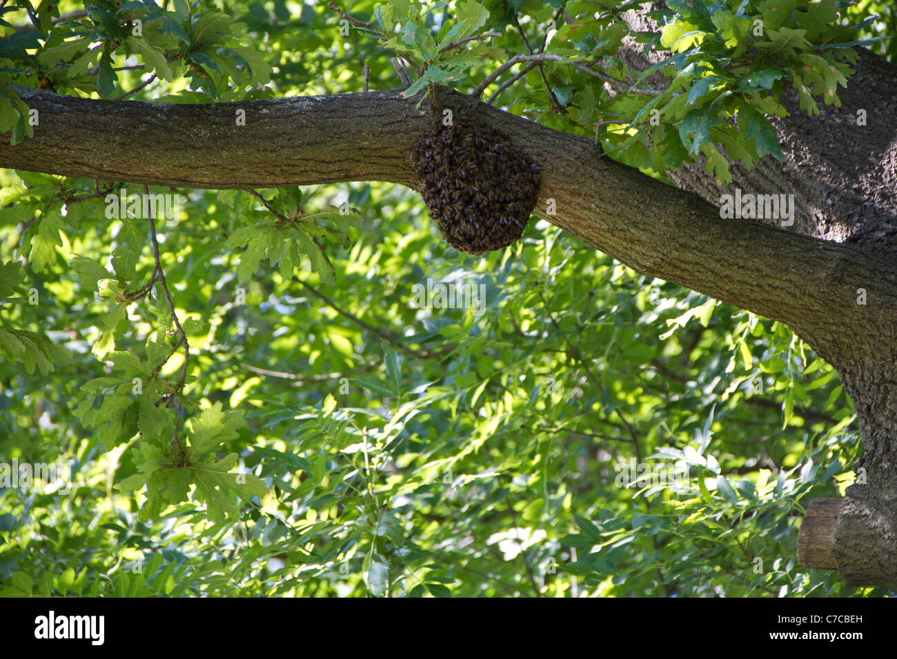 Swarm of bees on a tree Stock Photo - Alamy
