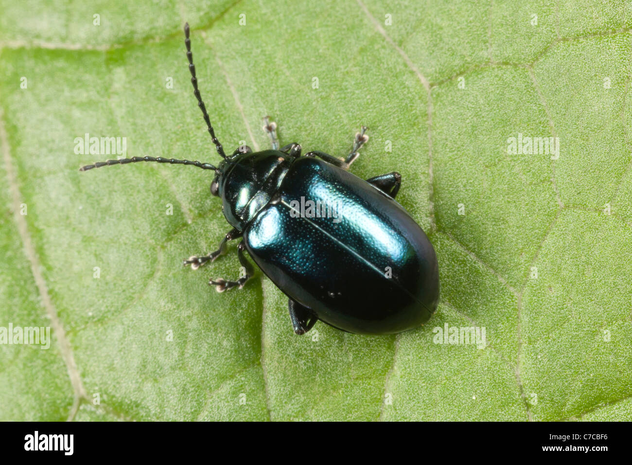 Altica Sp High Resolution Stock Photography and Images - Alamy