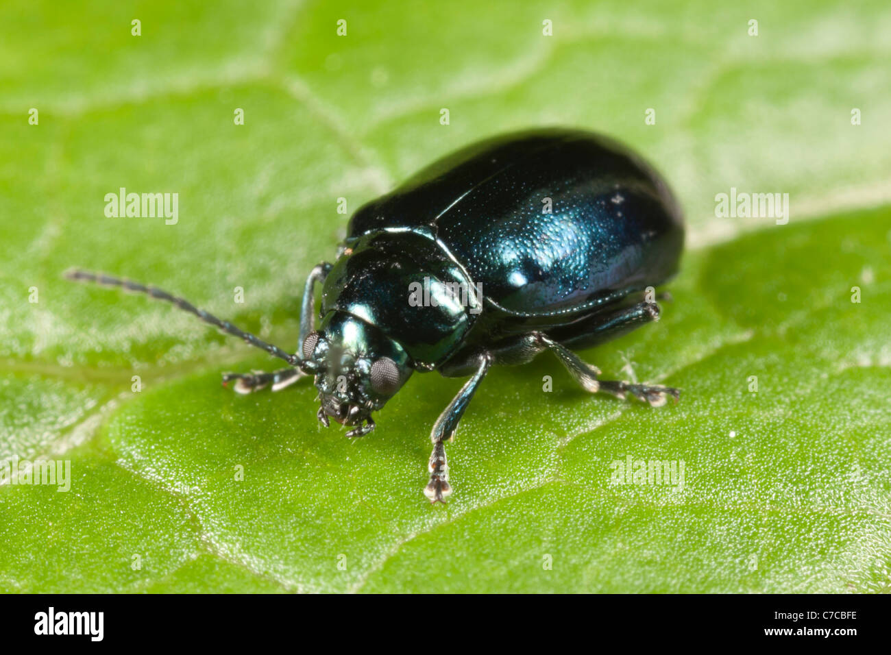 Altica beetle hi-res stock photography and images - Alamy