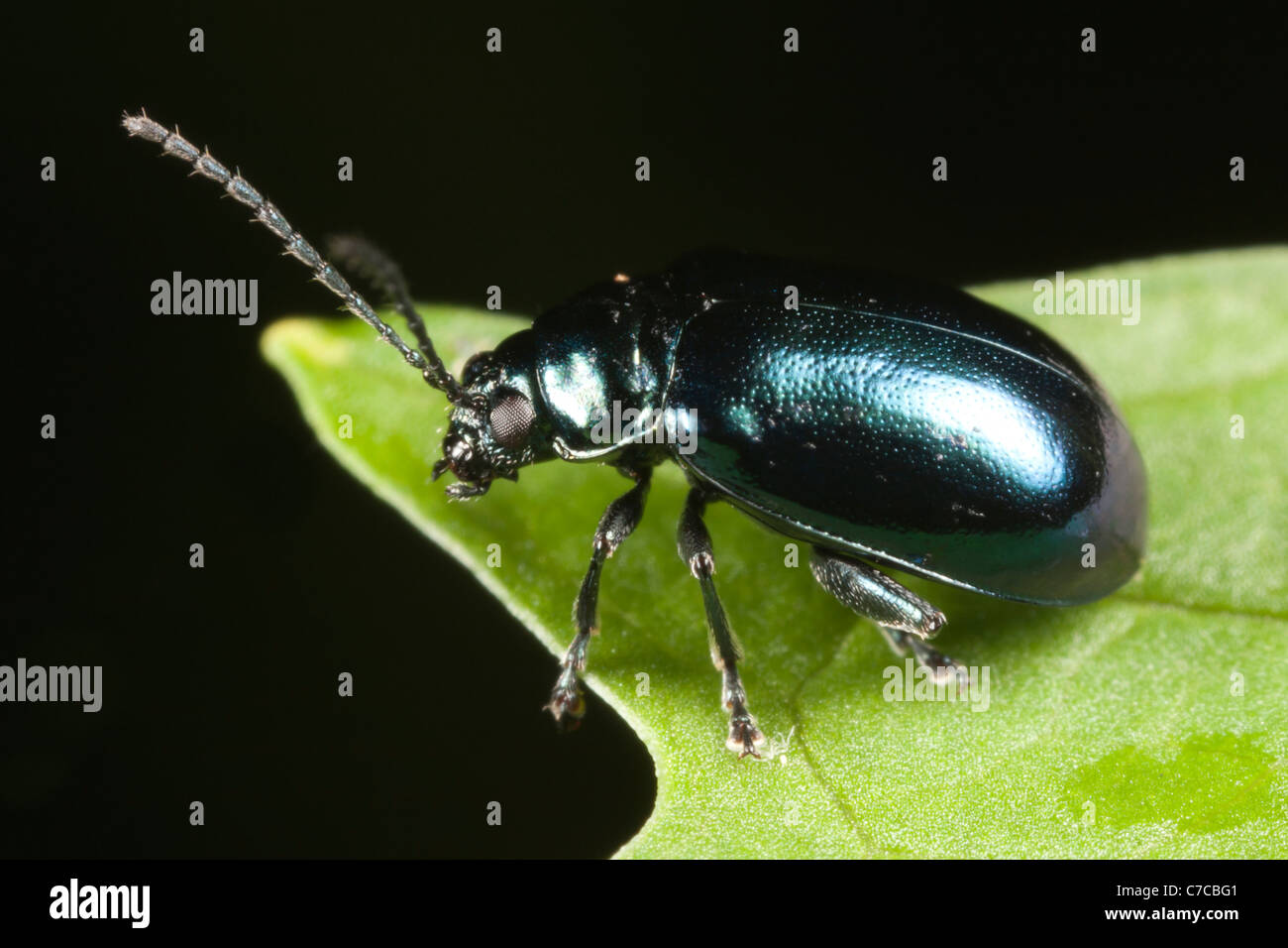 A Grape Flea Beetle (Altica chalybea) perches on a Garlic Mustard leaf ...