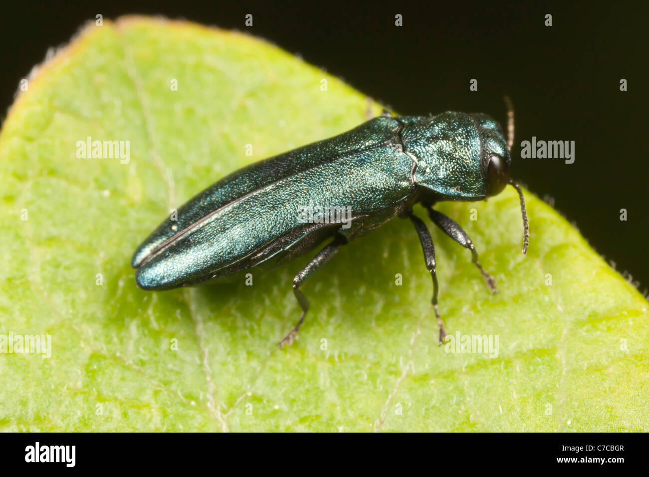 Metallic Wood-boring Beetle (Agrilus cyanescens Stock Photo - Alamy