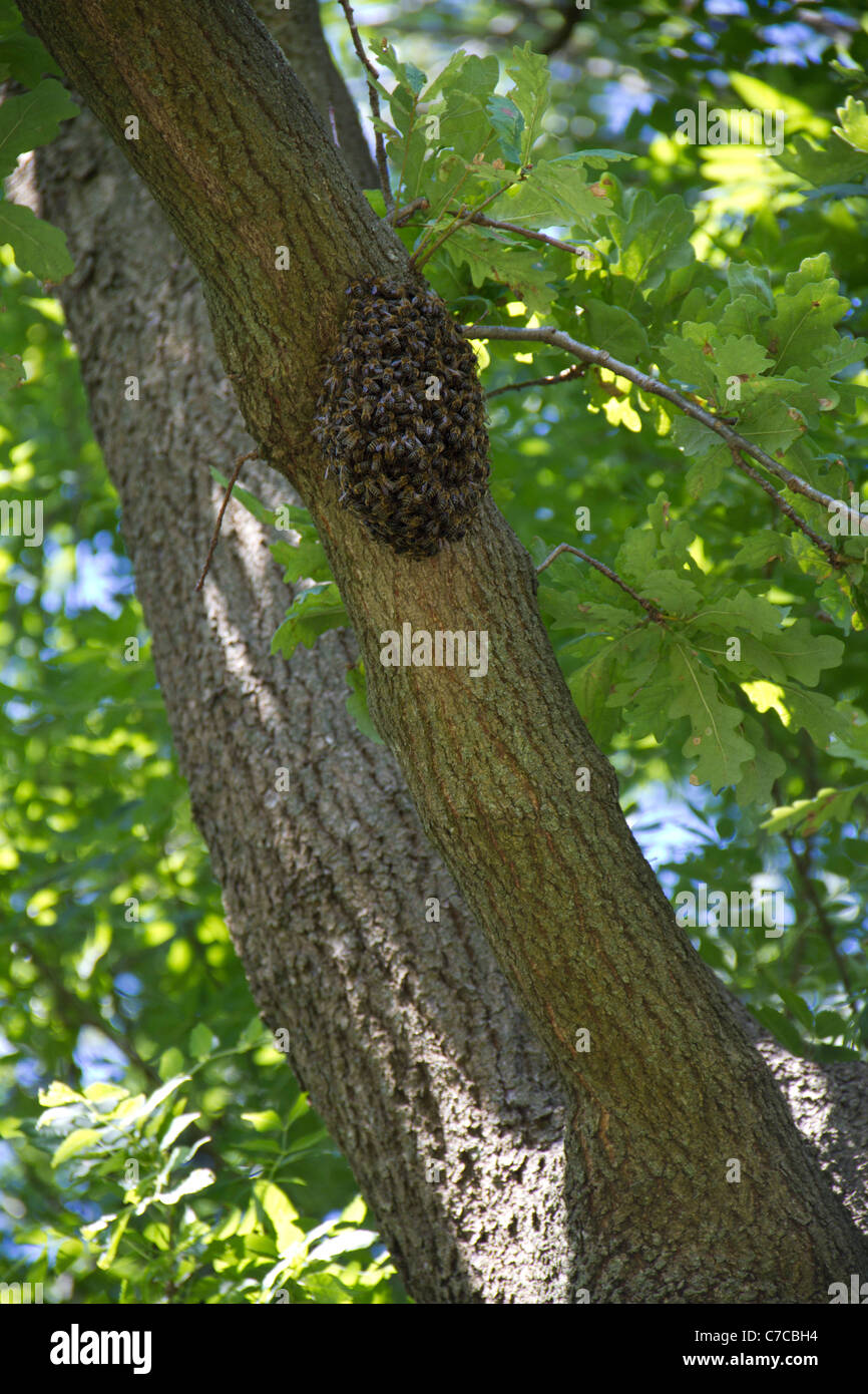 Swarm of bees on a tree Stock Photo - Alamy