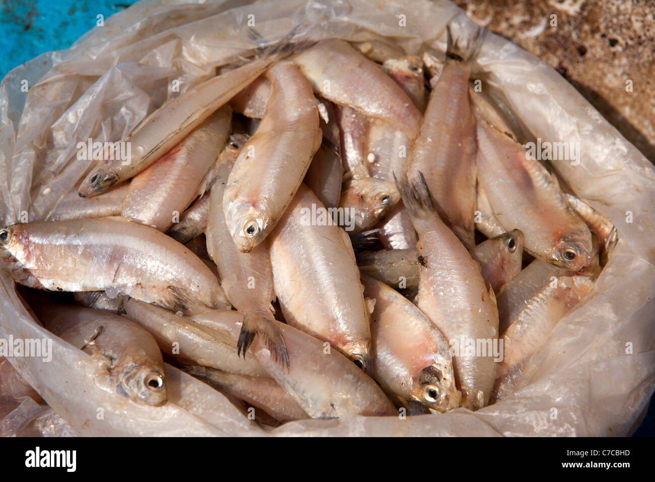India, Nagaland, Mon, morning market, fresh small river fish for sale ...