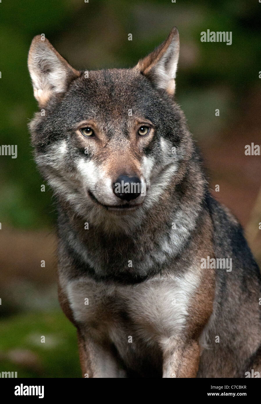 European grey wolf Stock Photo - Alamy