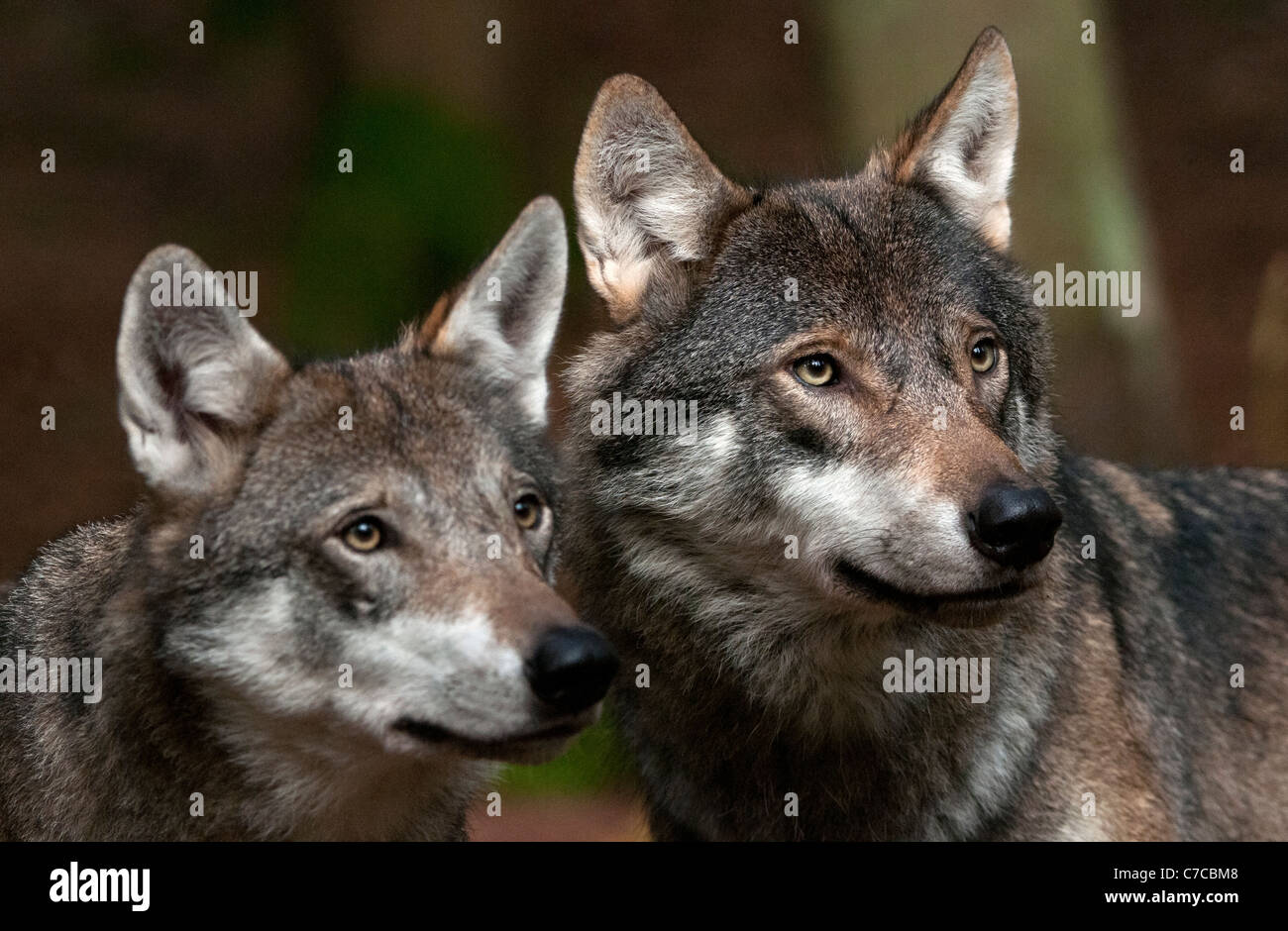European grey wolves Stock Photo - Alamy