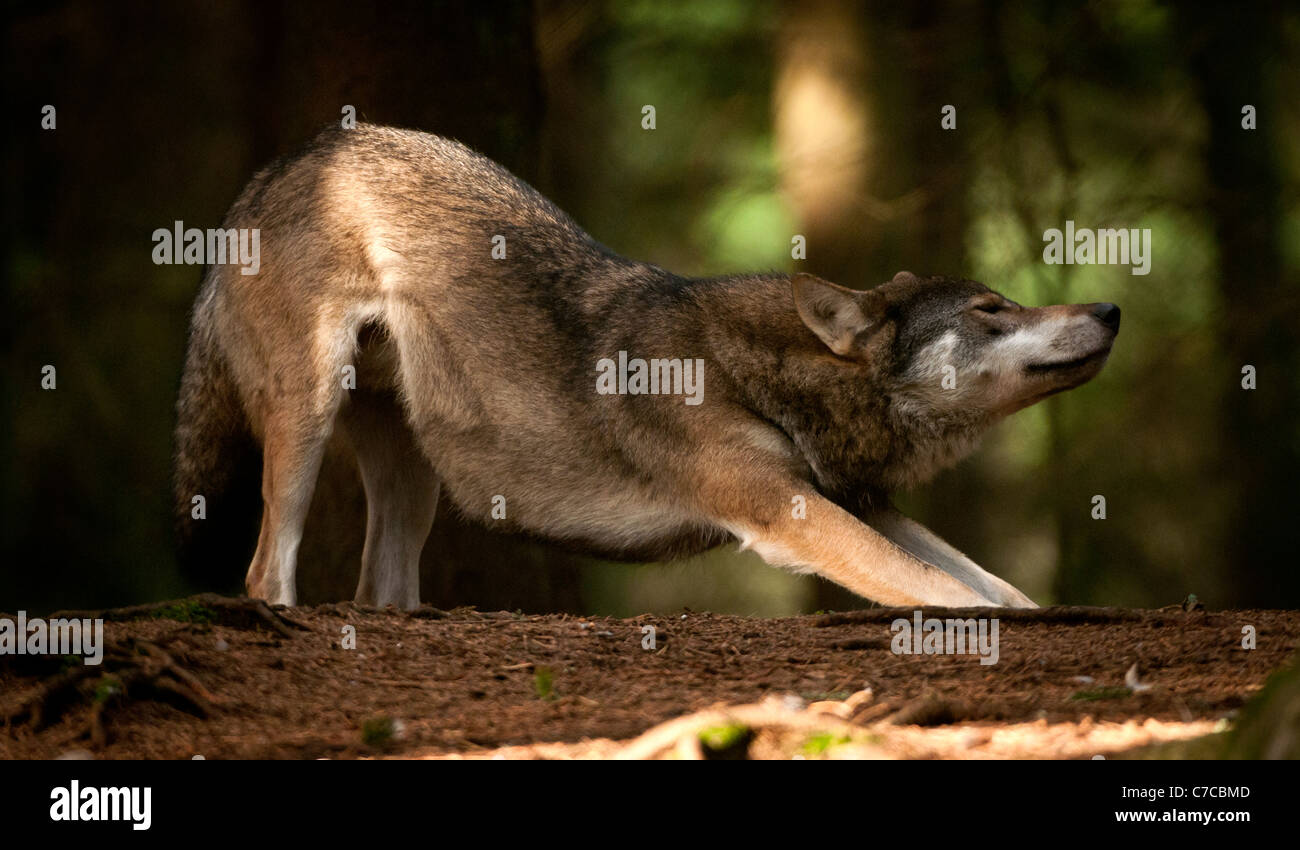 European grey wolf stretching in forest Stock Photo - Alamy