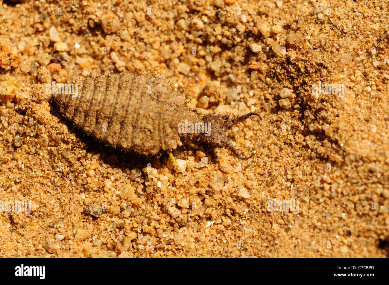Antlion nymph (Myrmeleon formicarius Stock Photo - Alamy