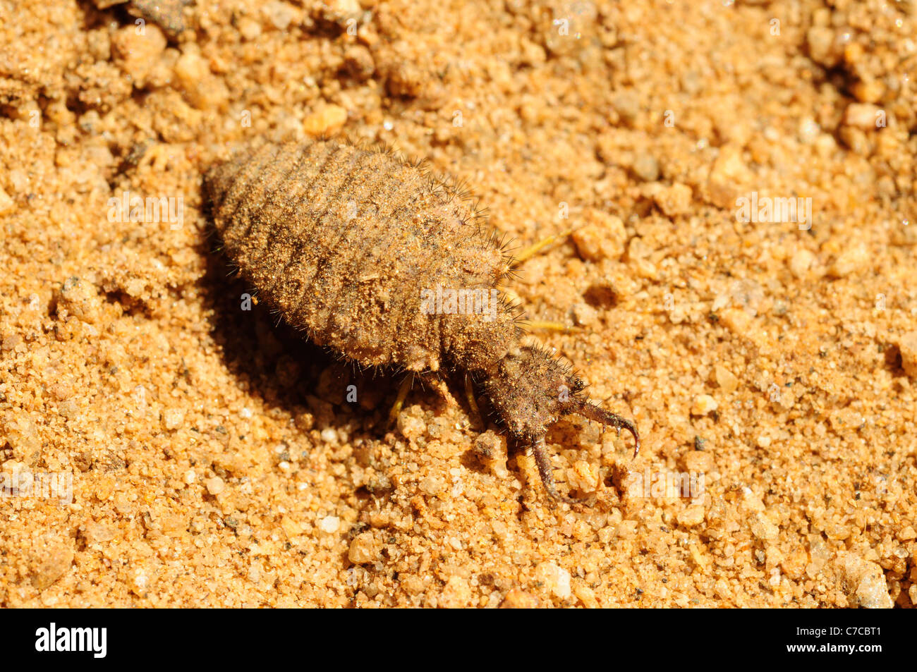 Antlion myrmeleontidae hi-res stock photography and images - Alamy