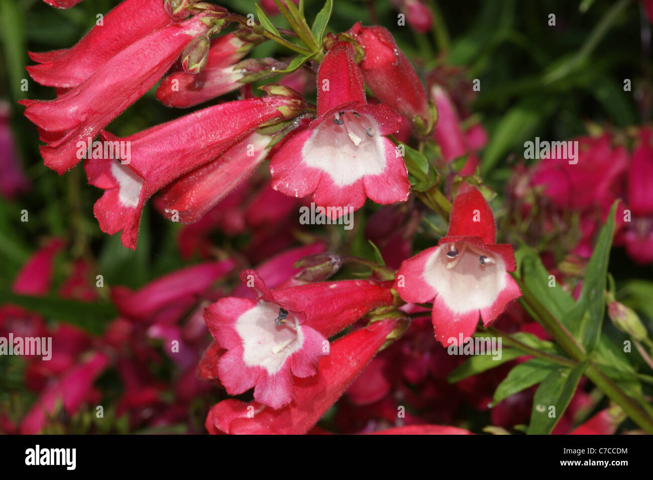 Myddleton hi-res stock photography and images - Alamy