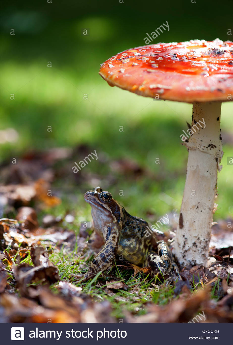 Toadstool Frog Stock Photos & Toadstool Frog Stock Images - Alamy