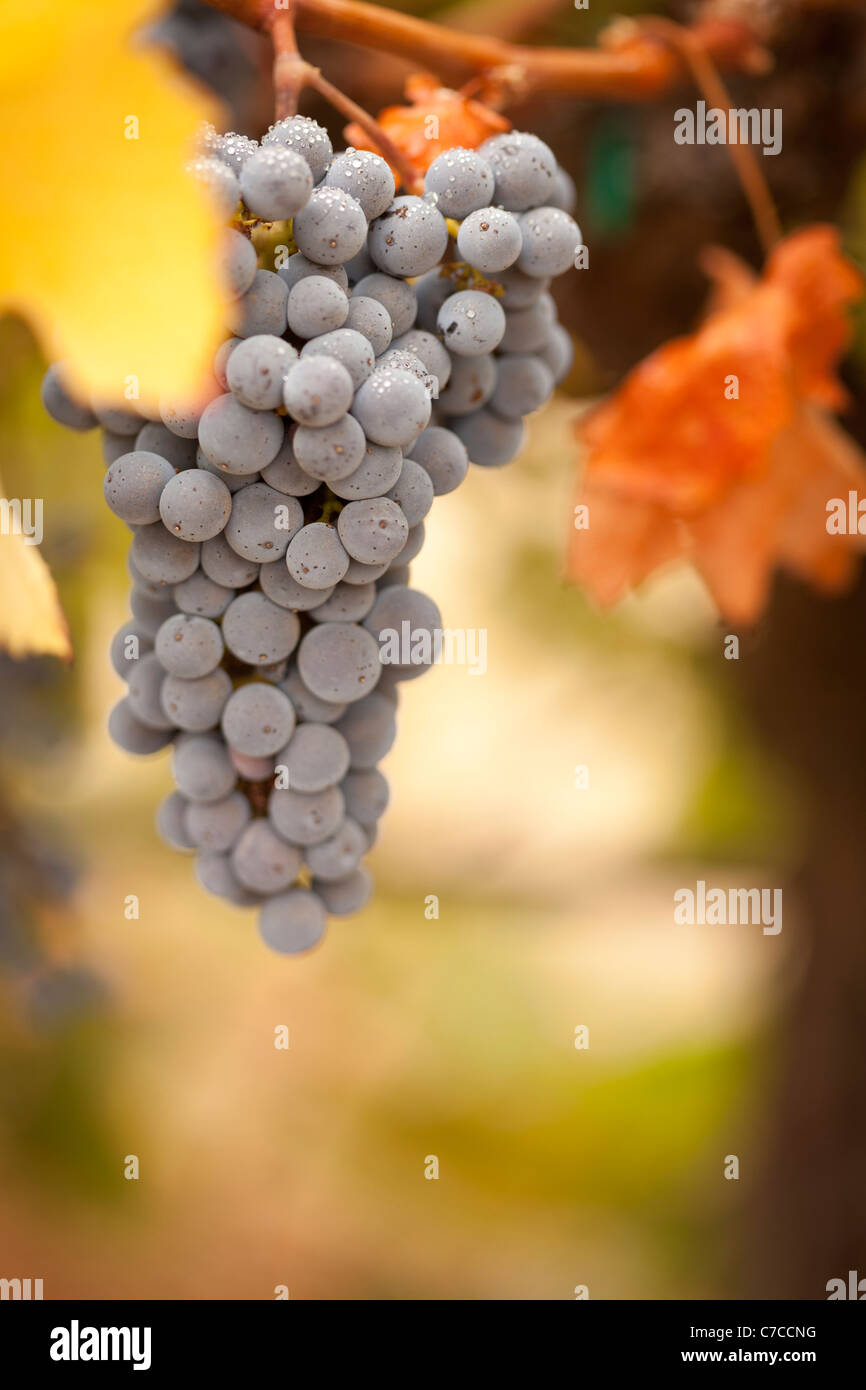 Vineyard mist color hi-res stock photography and images - Alamy