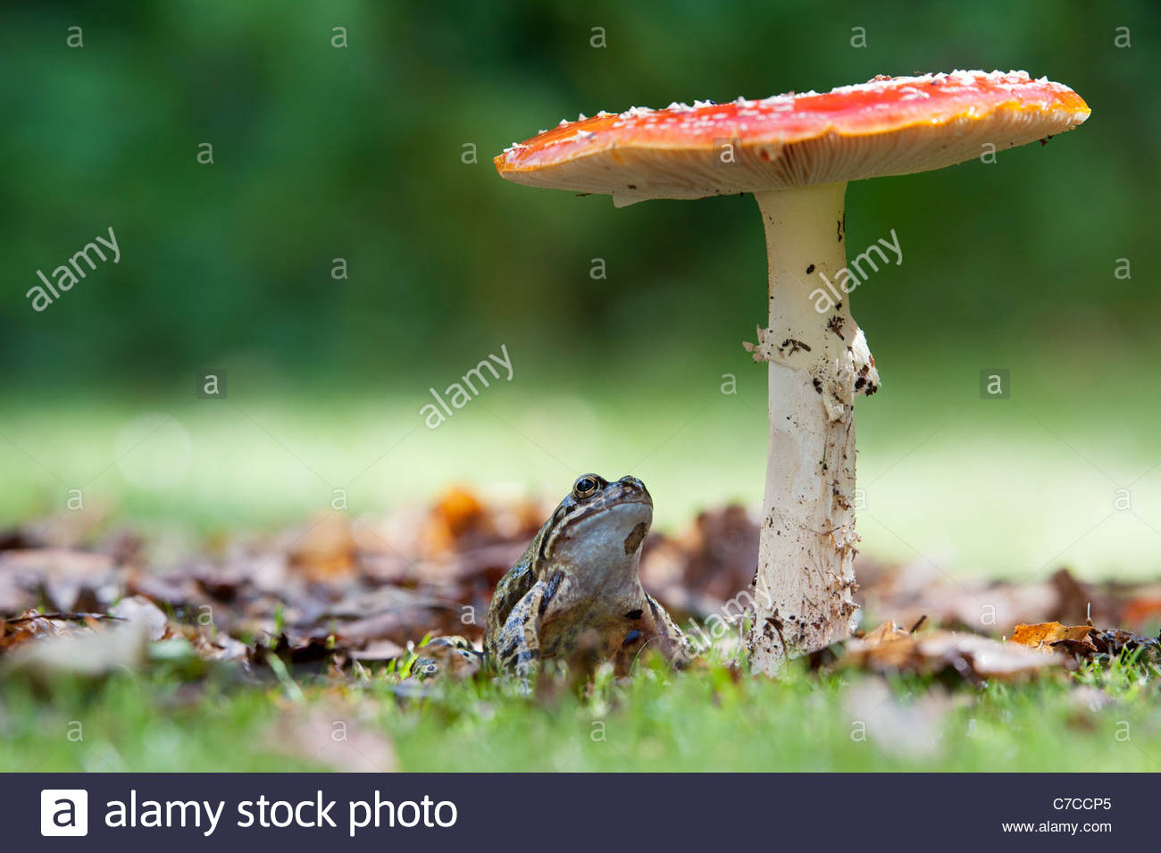 Toadstool Frog Stock Photos & Toadstool Frog Stock Images - Alamy