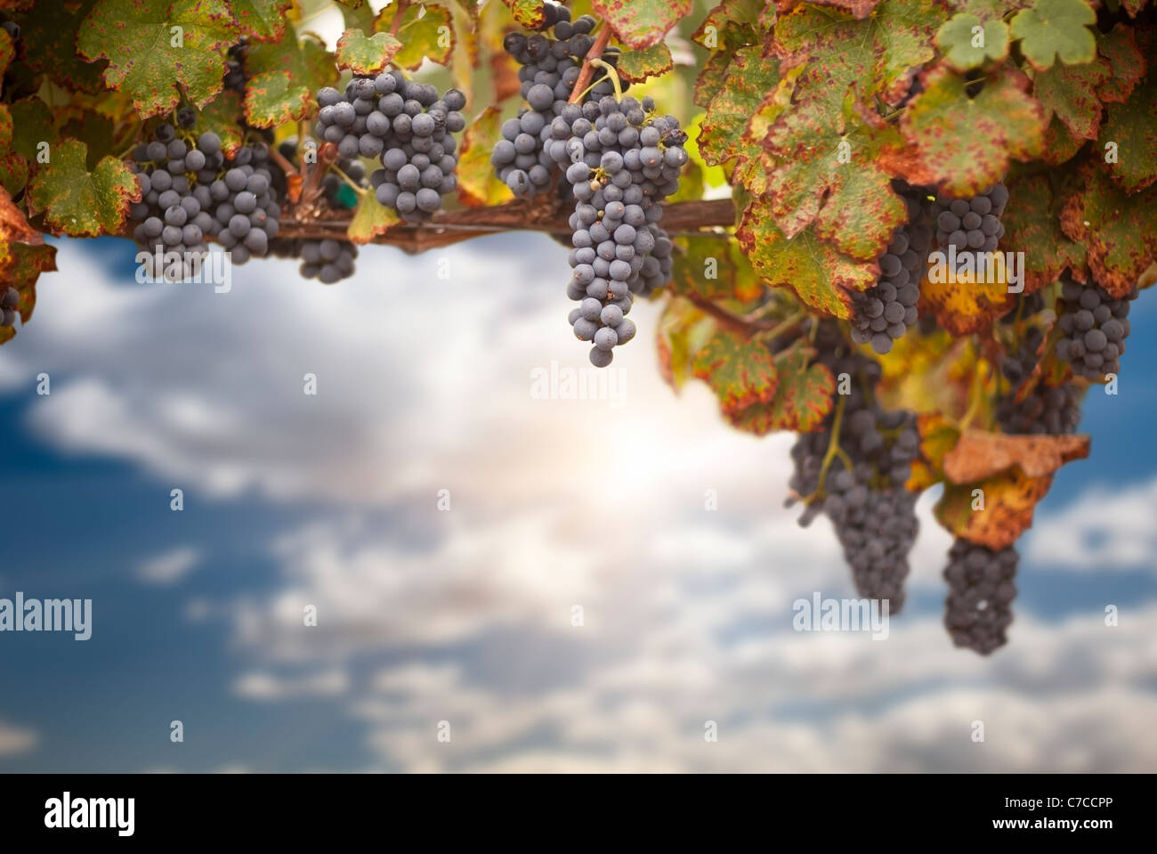 Beautiful Lush Grape Vine In The Morning Sun with Room for Your Own ...