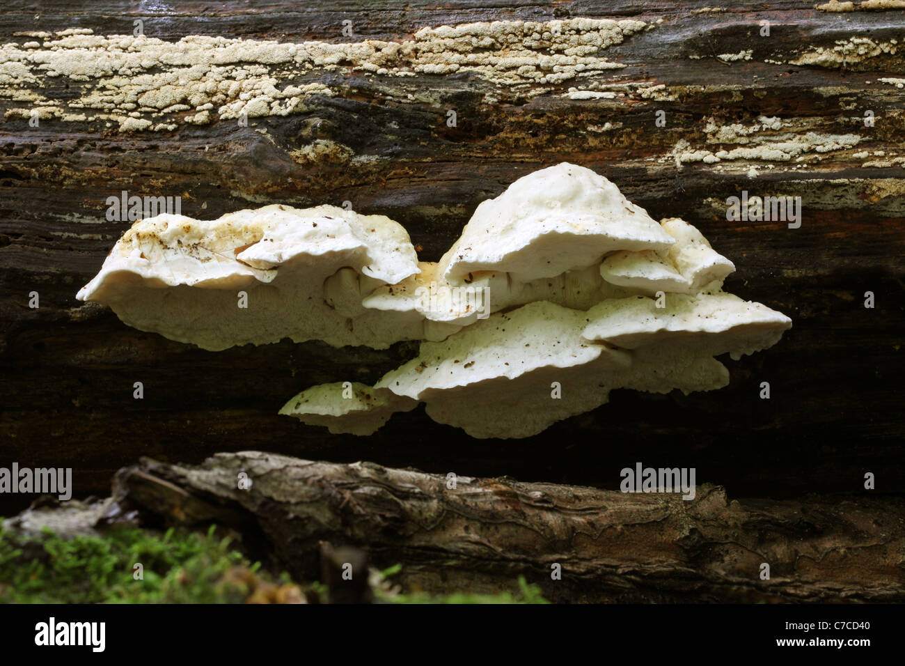 Bitter Bracket Fungus, Postia stiptica, Fomitopsidaceae Stock Photo - Alamy
