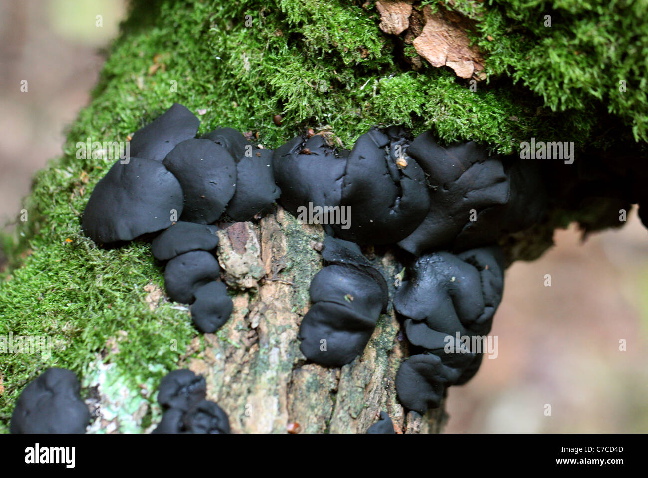 Bulgaria inquinans hi-res stock photography and images - Alamy
