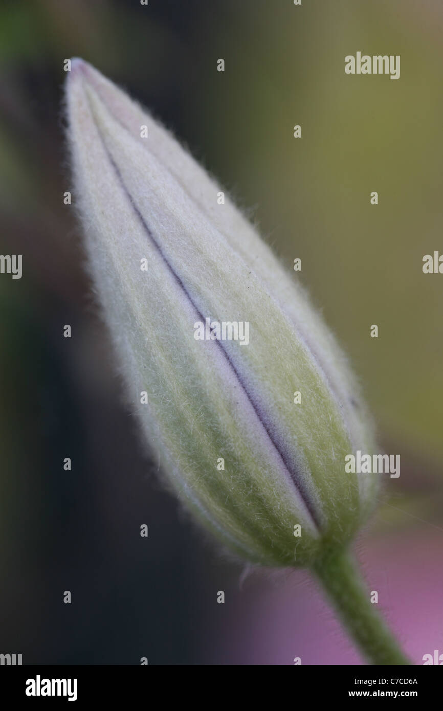 Clematis bud hi-res stock photography and images - Alamy