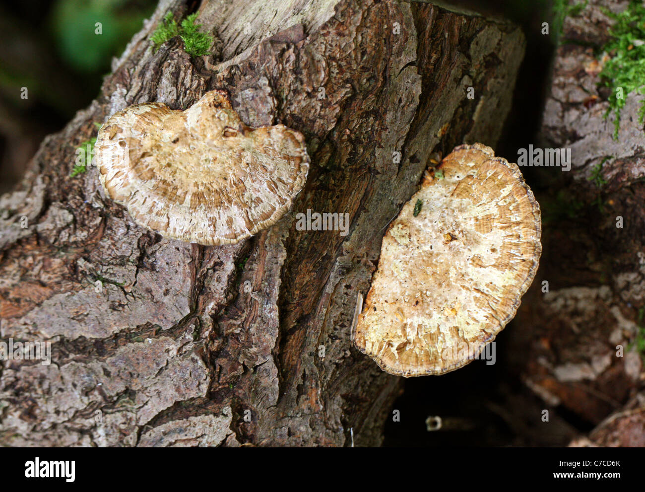 Birch Mazegill, Lenzites betulinus (betulina), Polyporaceae Stock Photo ...