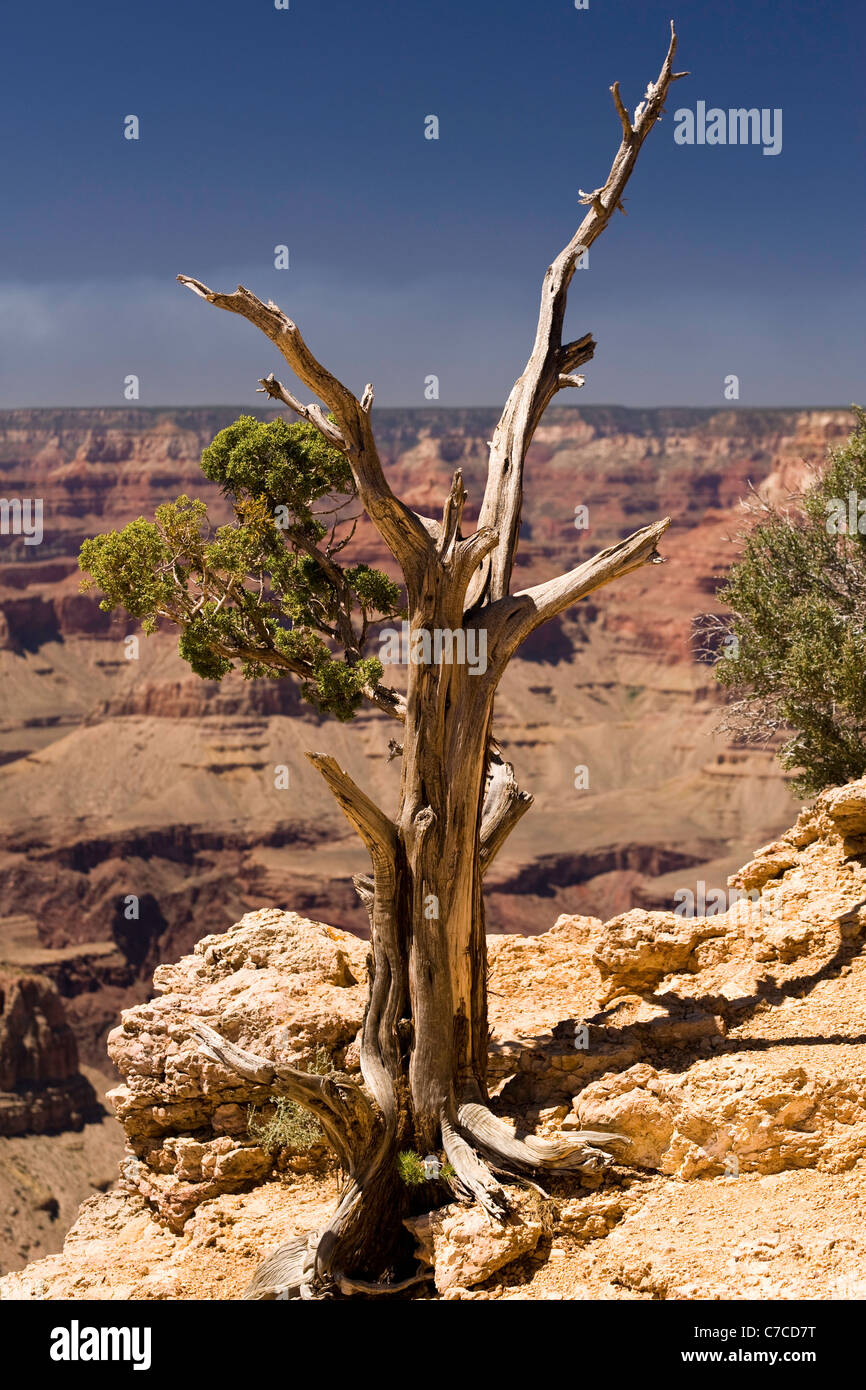 Dead tree on the edge of Grand Canyon South Rim Arizona USA Stock Photo ...