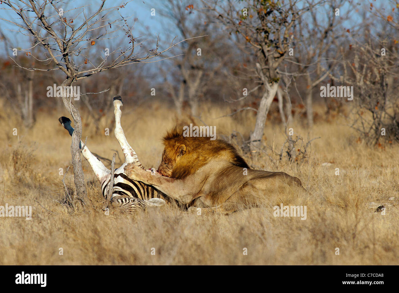 Lion And Kill High Resolution Stock Photography and Images - Alamy