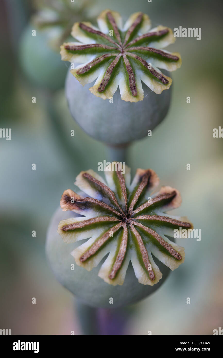 papaver seed heads Stock Photo - Alamy
