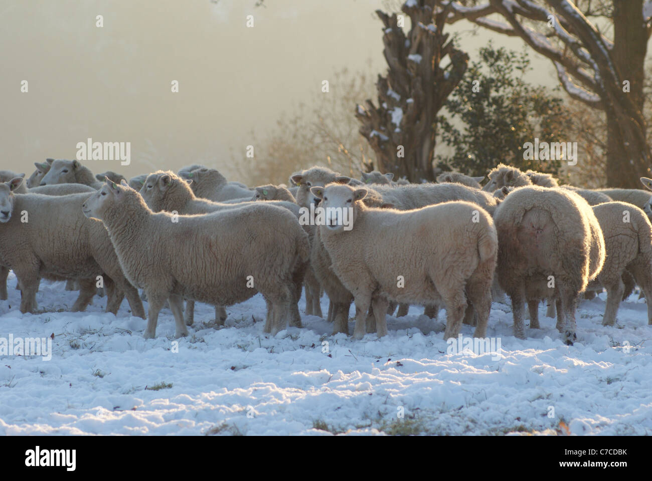 Farmer lamb snow hi-res stock photography and images - Alamy