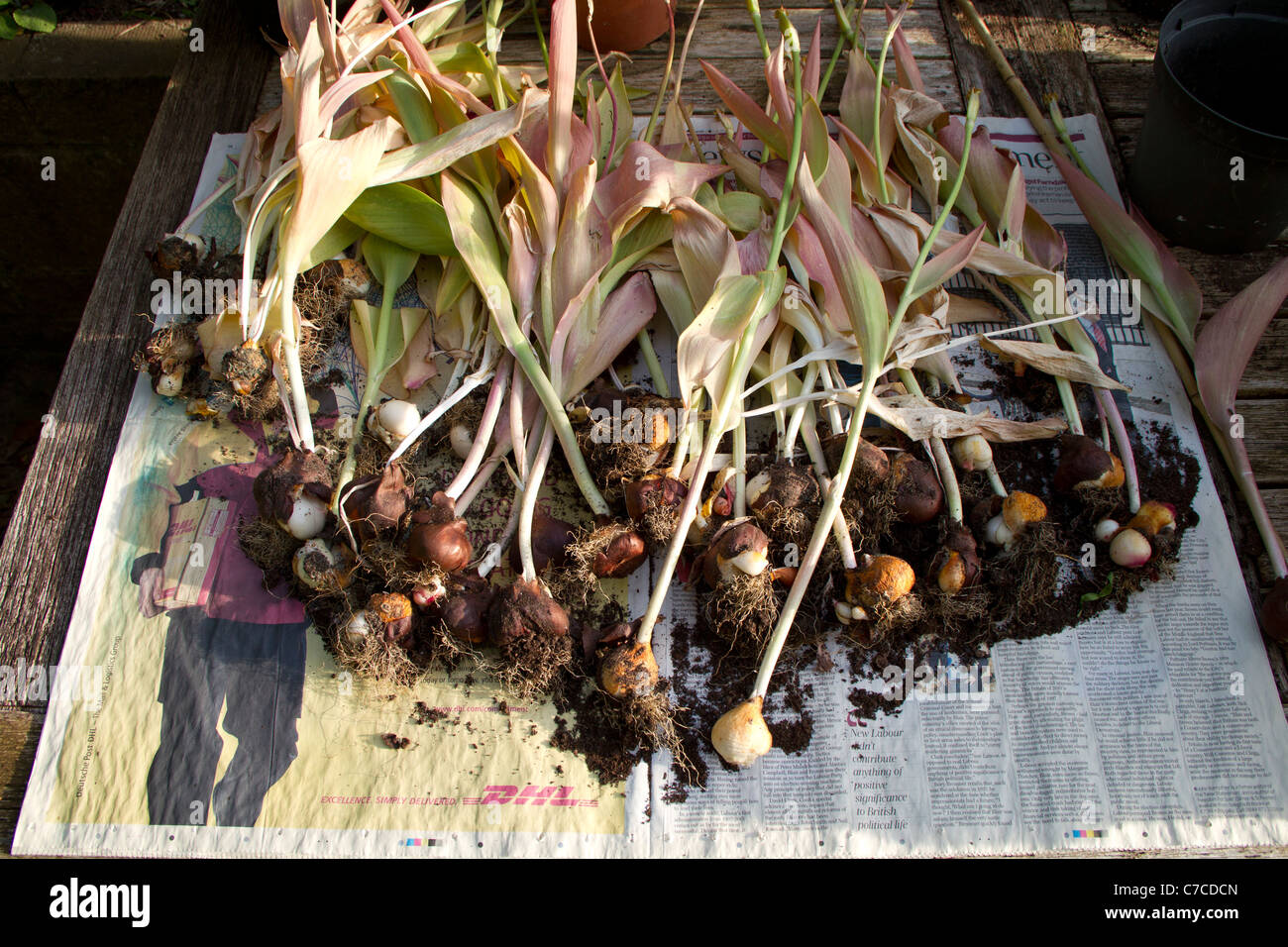 Tulip bulb hi-res stock photography and images - Alamy