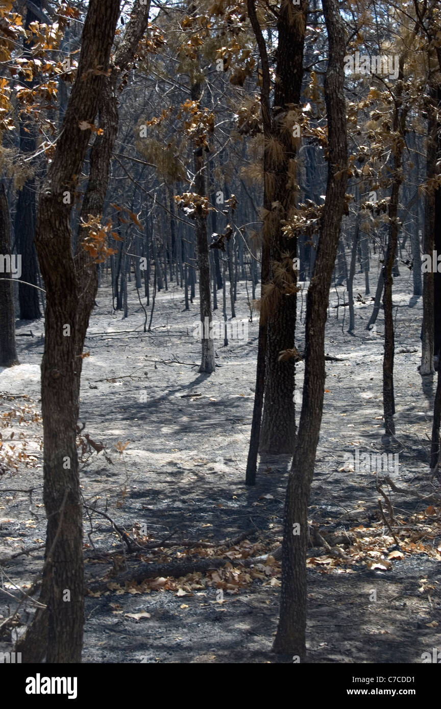 Burnt trees after a forest fire Stock Photo - Alamy
