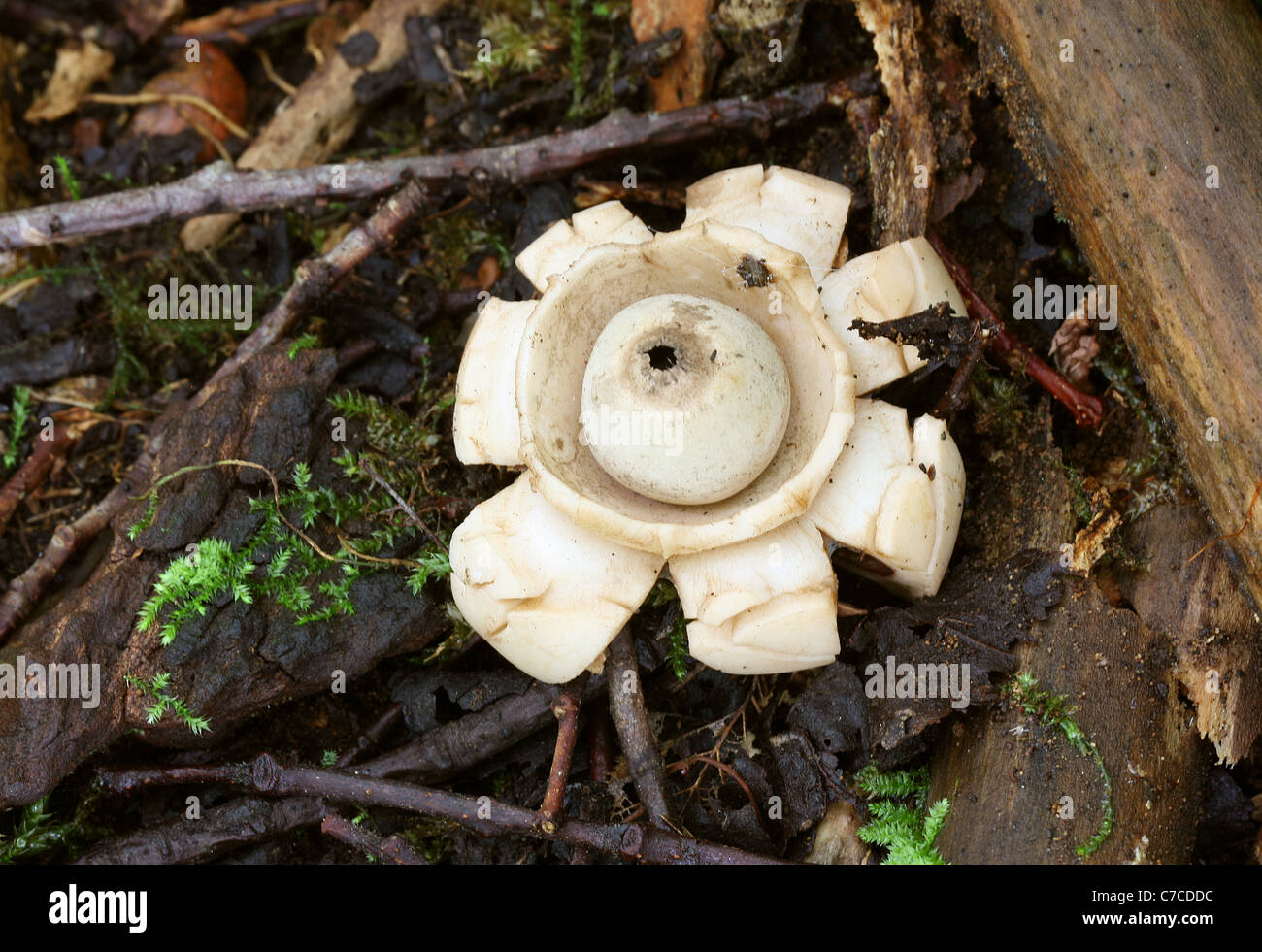 Collared Earthstar, Geastrum triplex, Geastraceae Stock Photo - Alamy