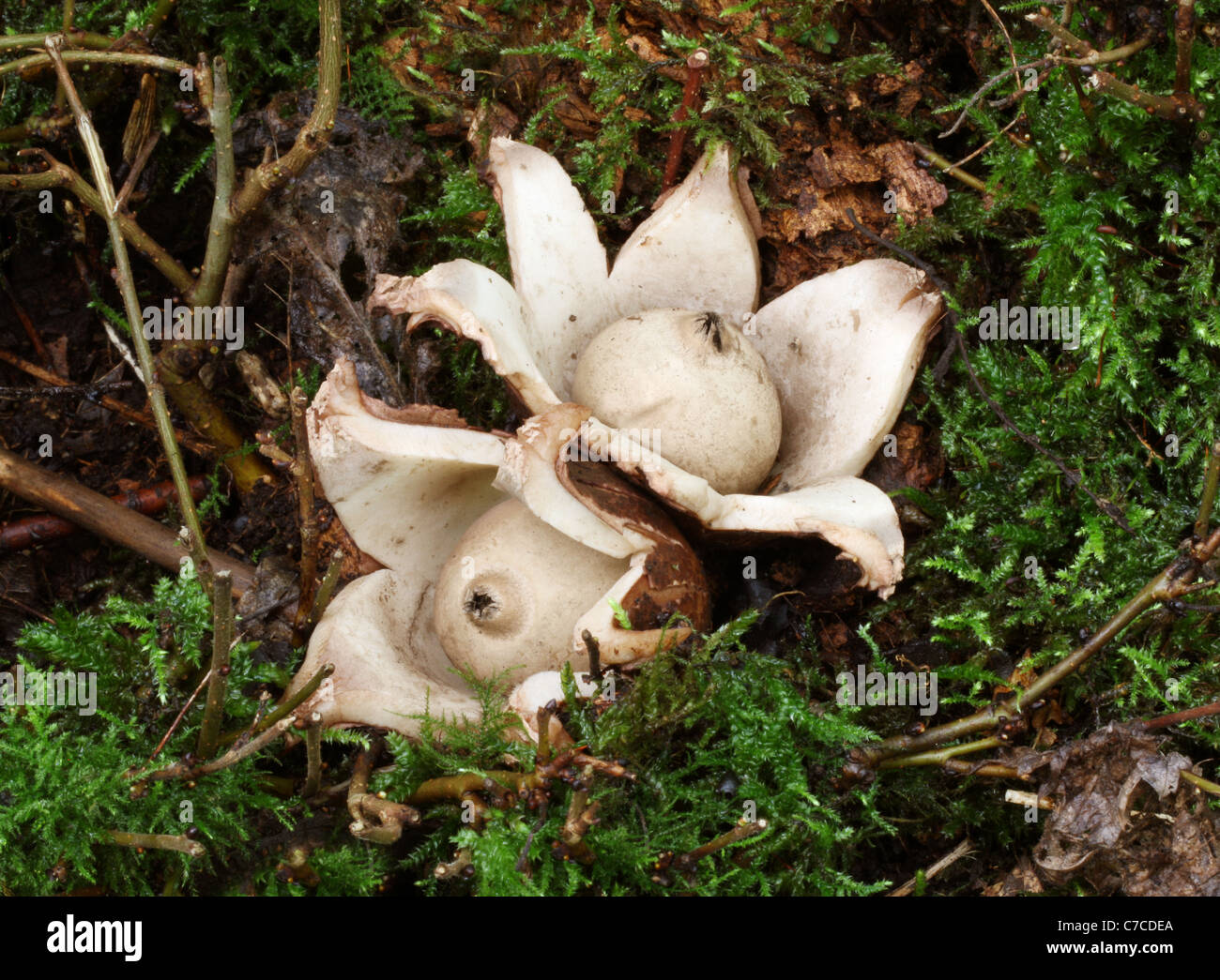 Collared Earthstar, Geastrum triplex, Geastraceae Stock Photo - Alamy