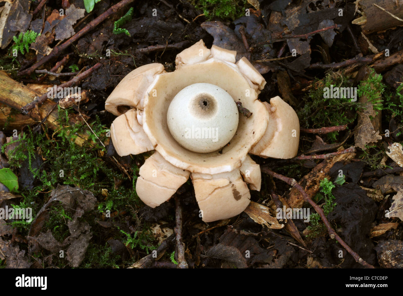 Collared Earthstar, Geastrum triplex, Geastraceae Stock Photo - Alamy