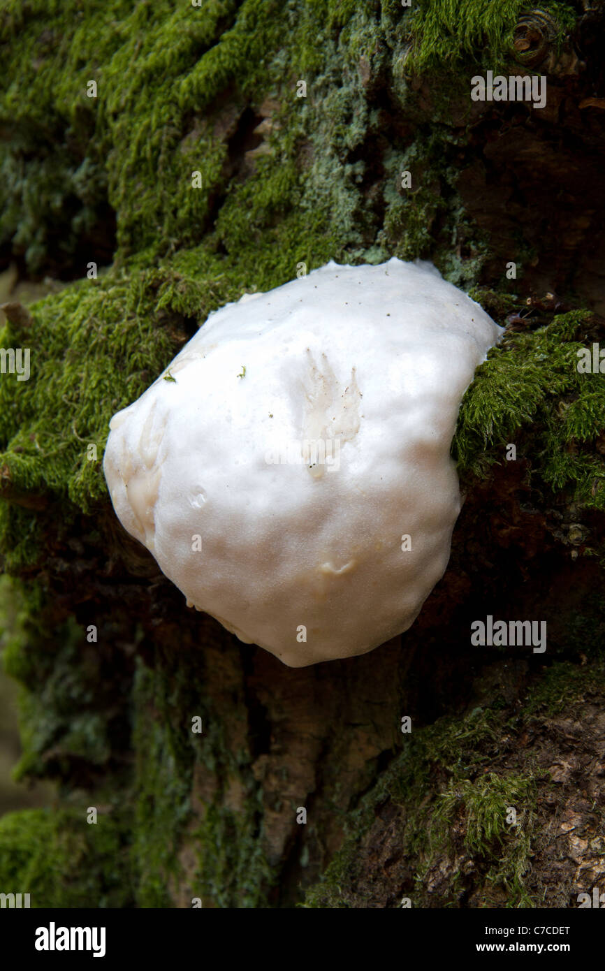 Enteridium lycoperdon, or False Puffball. It is a Slime mould Stock ...