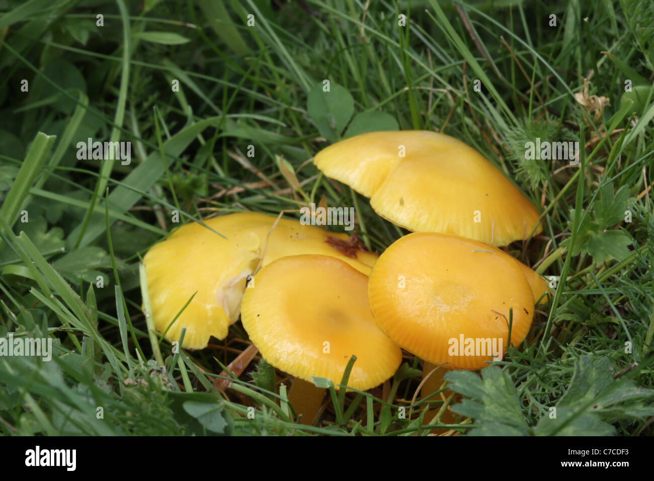Ceracea hi-res stock photography and images - Alamy